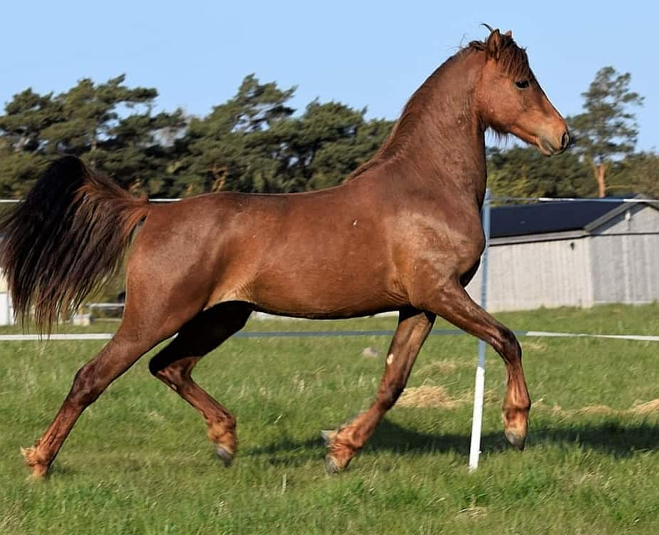 Colors in the Morgan horse. – Lunas journey